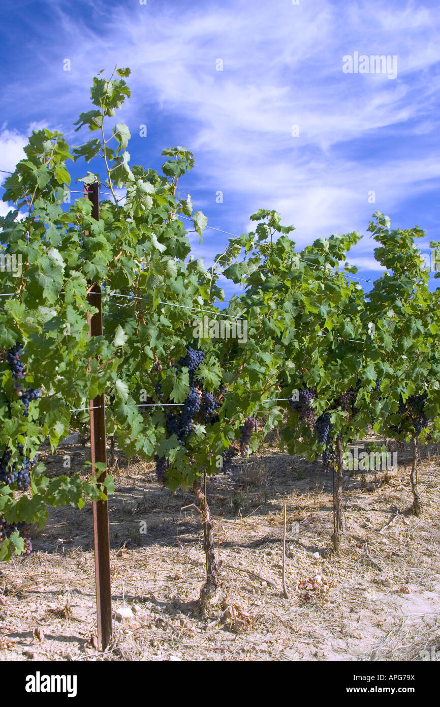 Grapes vines France Stock Photo - Alamy