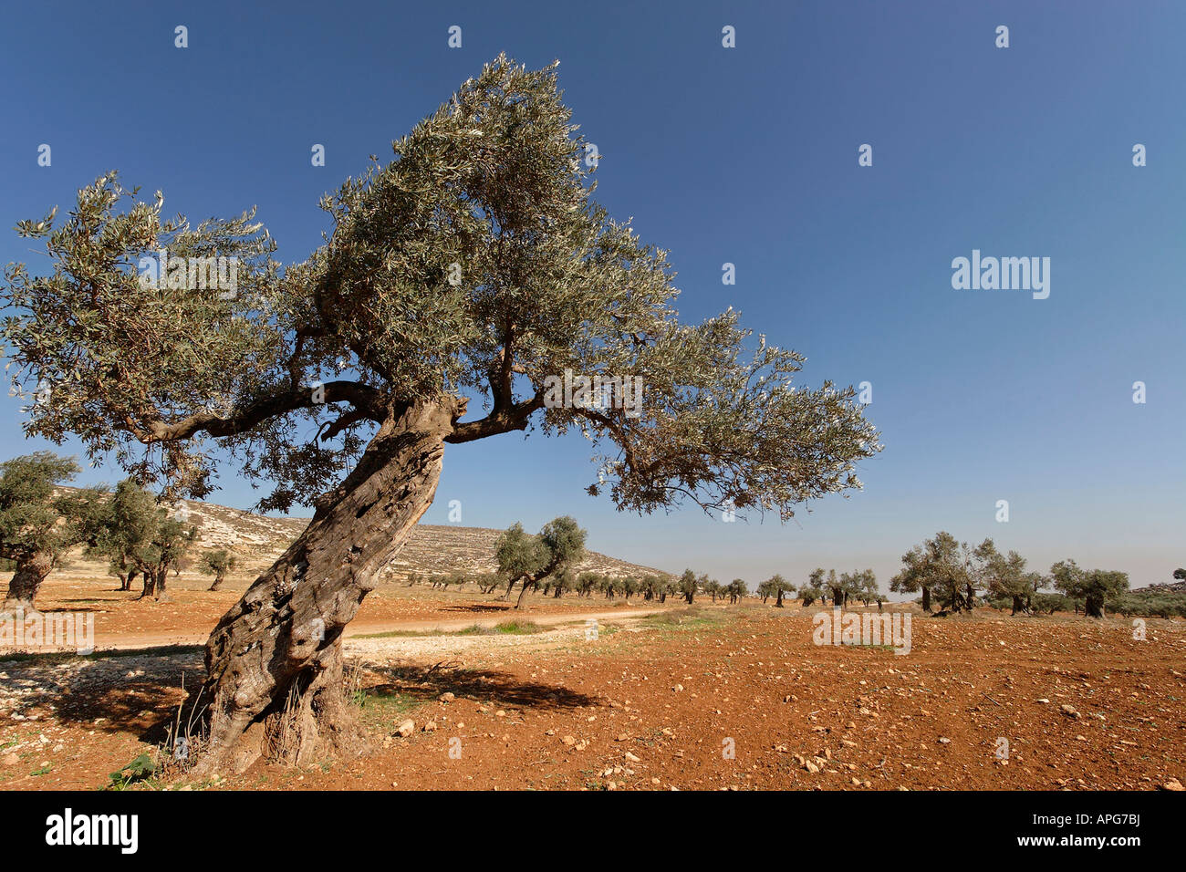 Samaria Olive tree Olea europaea in Yanun Stock Photo - Alamy