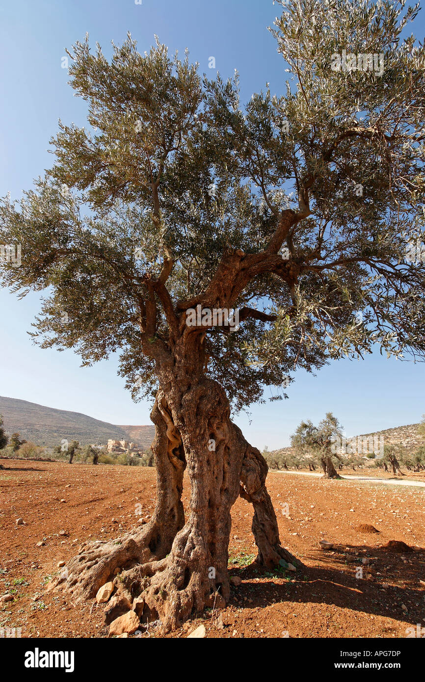 Samaria Olive tree Olea europaea in Yanun Stock Photo - Alamy
