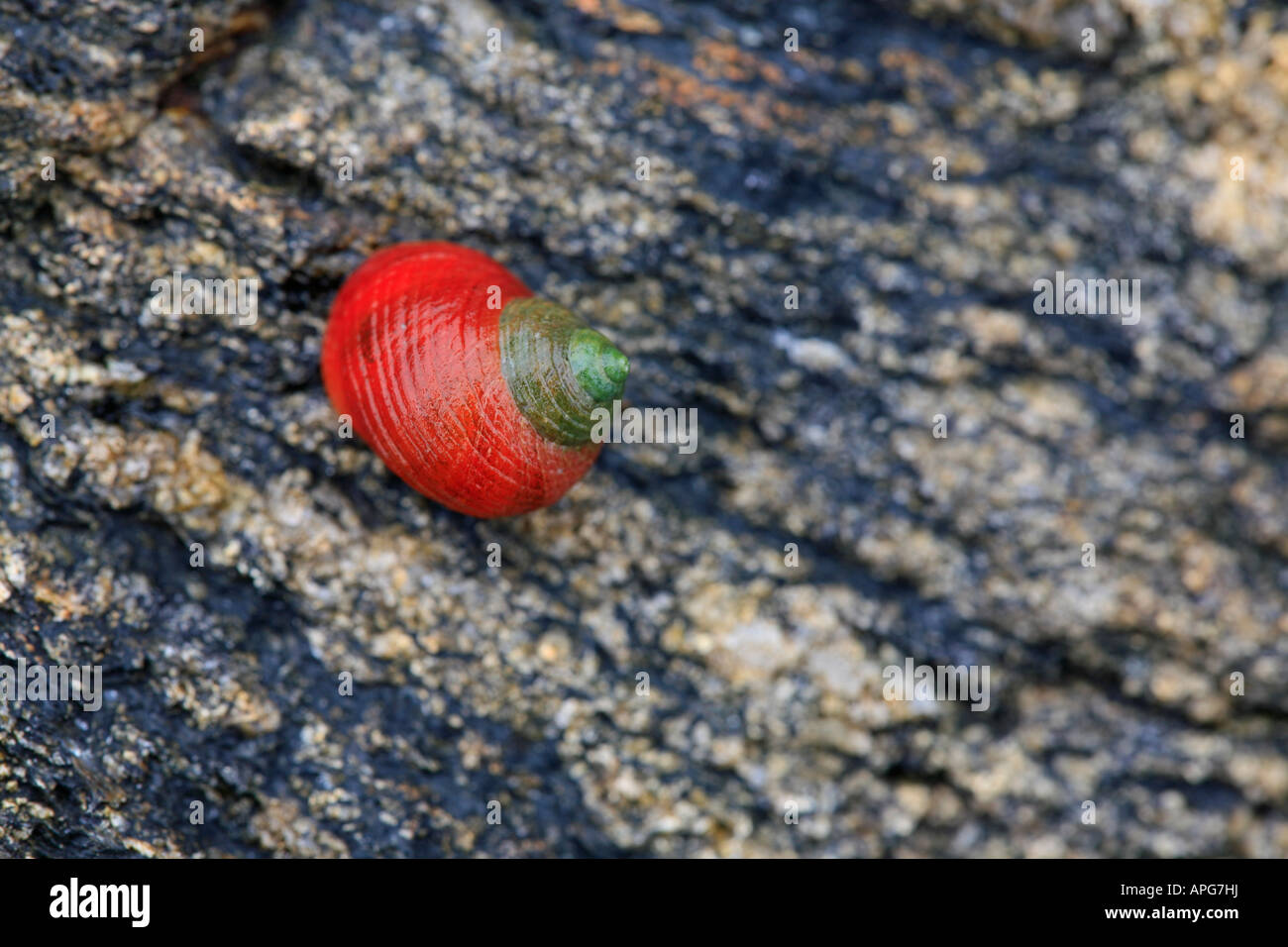 red snail-shell on rock while low tide, Connemara, Ireland Stock Photo ...