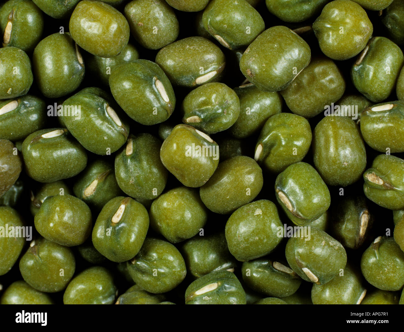 Mung bean Phaseolus aureus seeds for bean sprouts Stock Photo - Alamy
