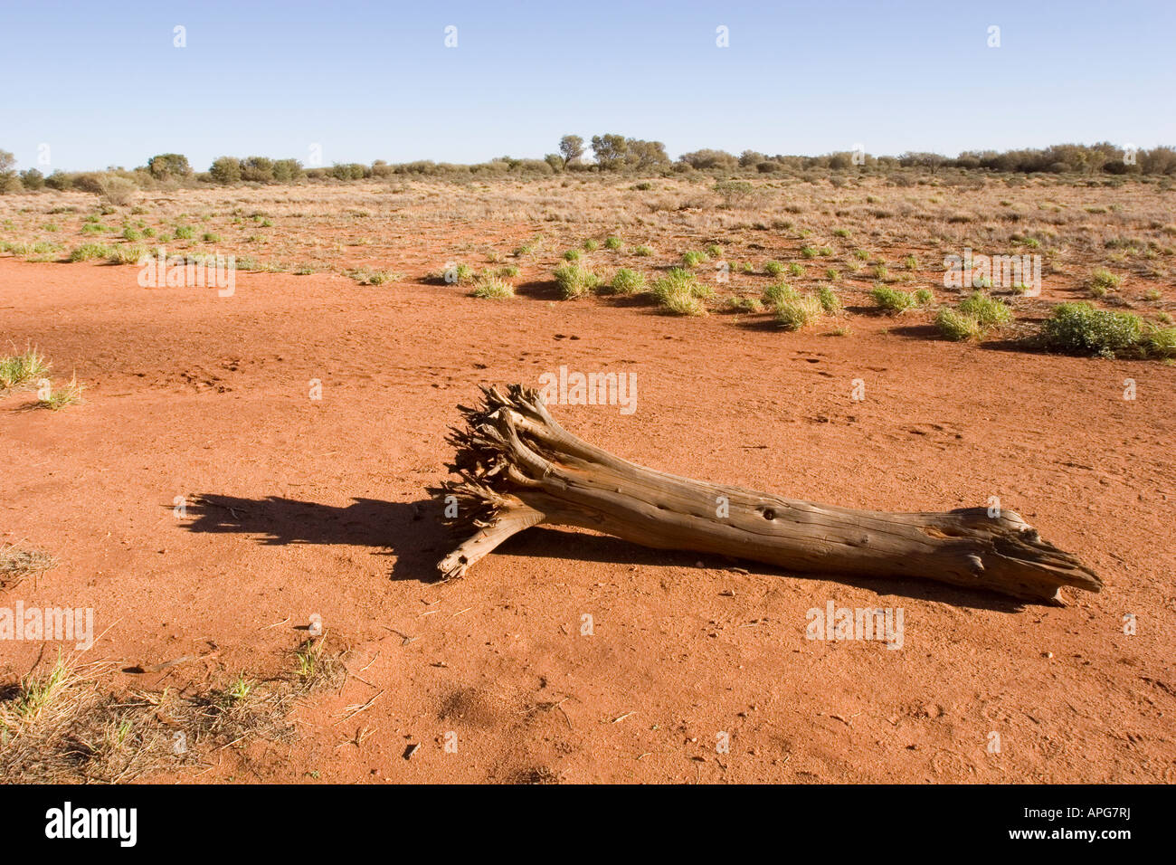 Australian fallen tree hi-res stock photography and images - Alamy