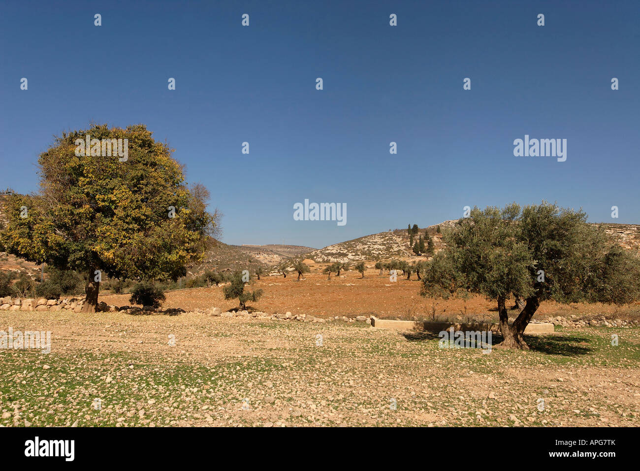 Samaria Mediterranean Hackberry and Olive tree in Yanun Stock Photo - Alamy