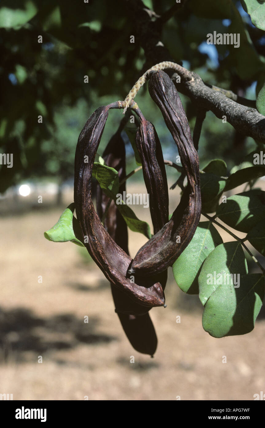 Carob cyprus hi-res stock photography and images - Alamy