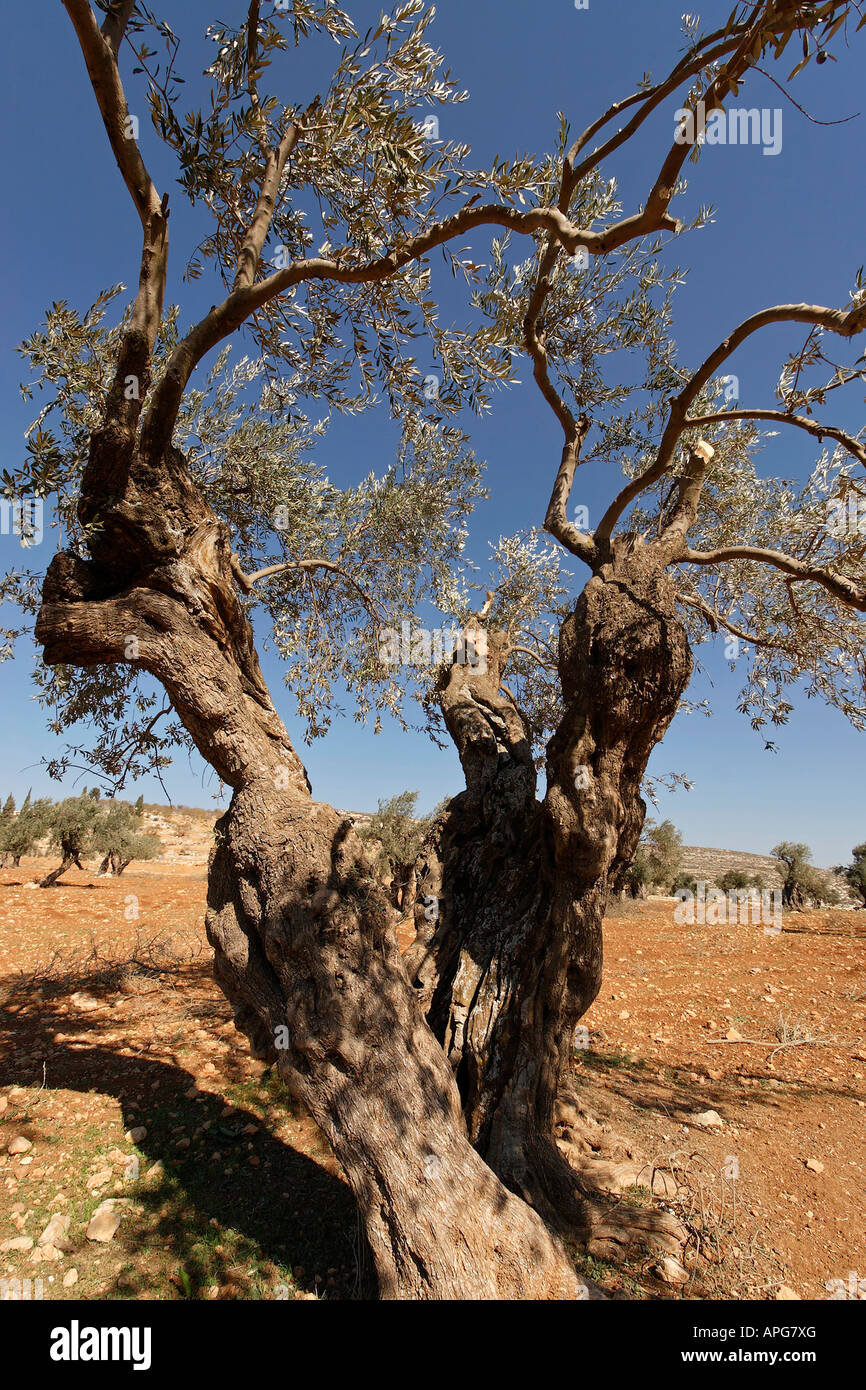 Samaria Olive tree Olea europaea in Yanun Stock Photo - Alamy