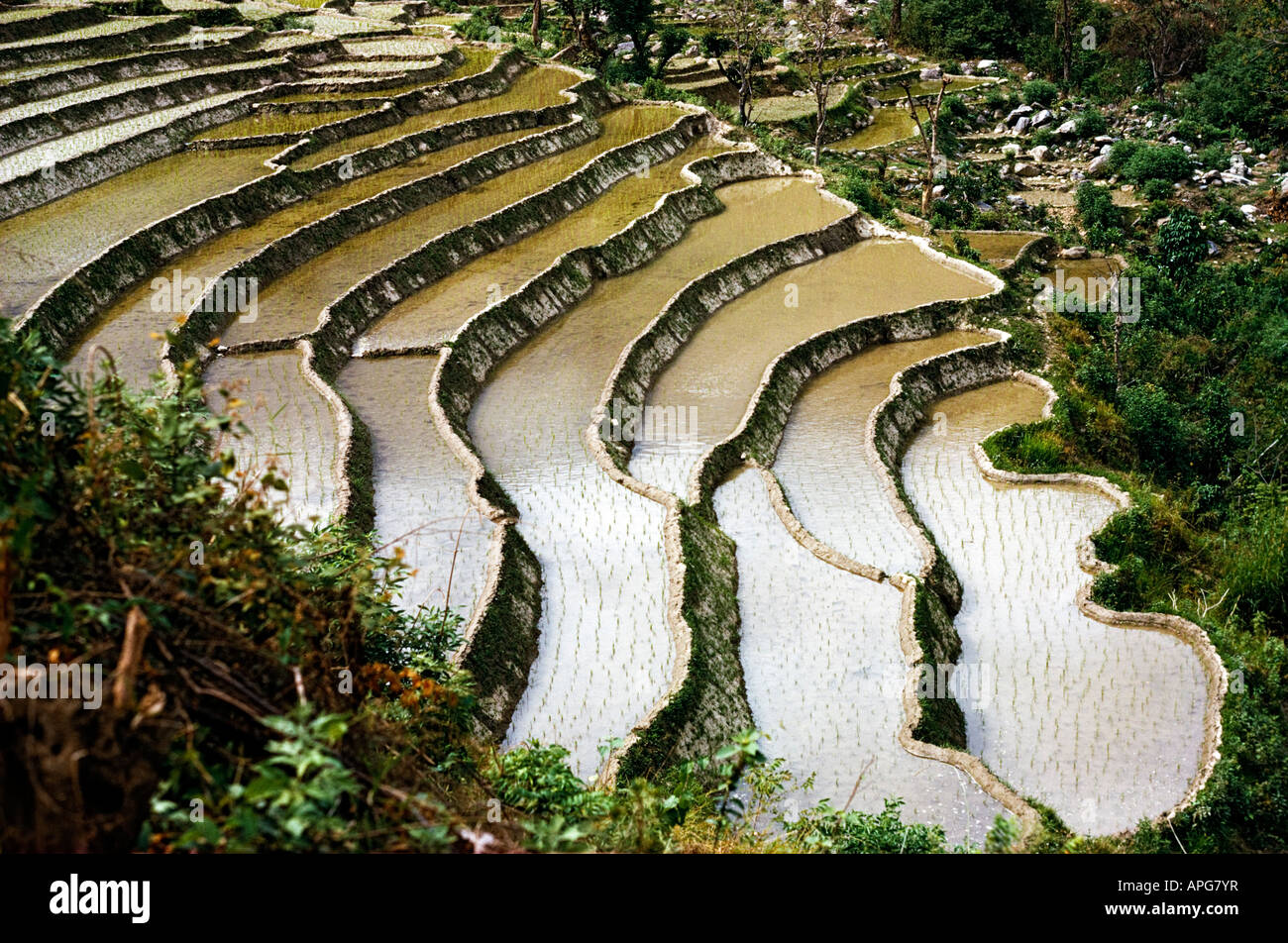 Terraced slopes in Nepal Stock Photo - Alamy