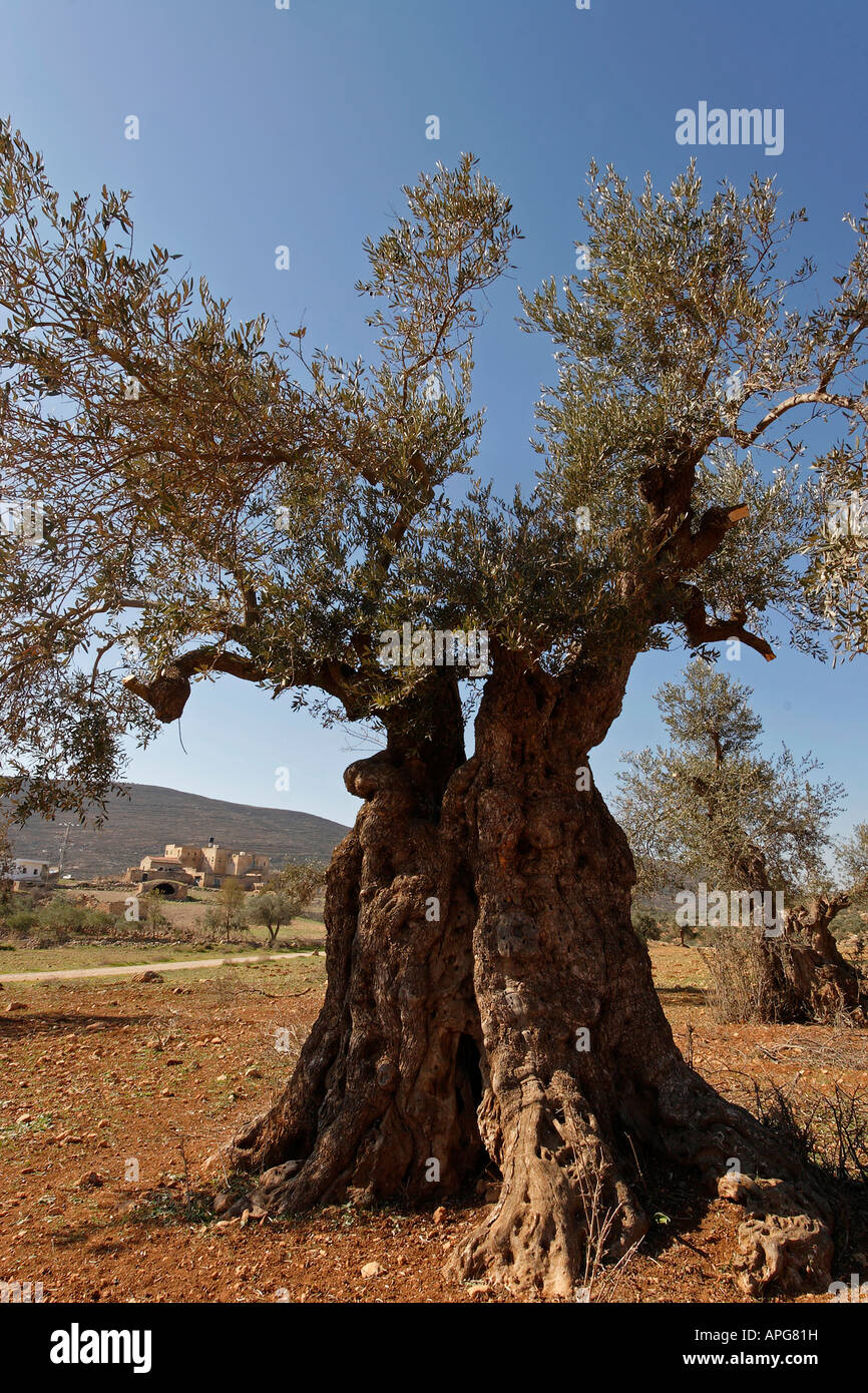 Samaria Olive tree Olea europaea in Yanun Stock Photo - Alamy