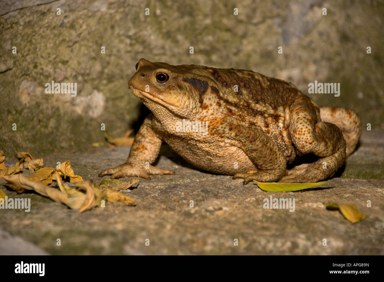 Large toad hi-res stock photography and images - Alamy