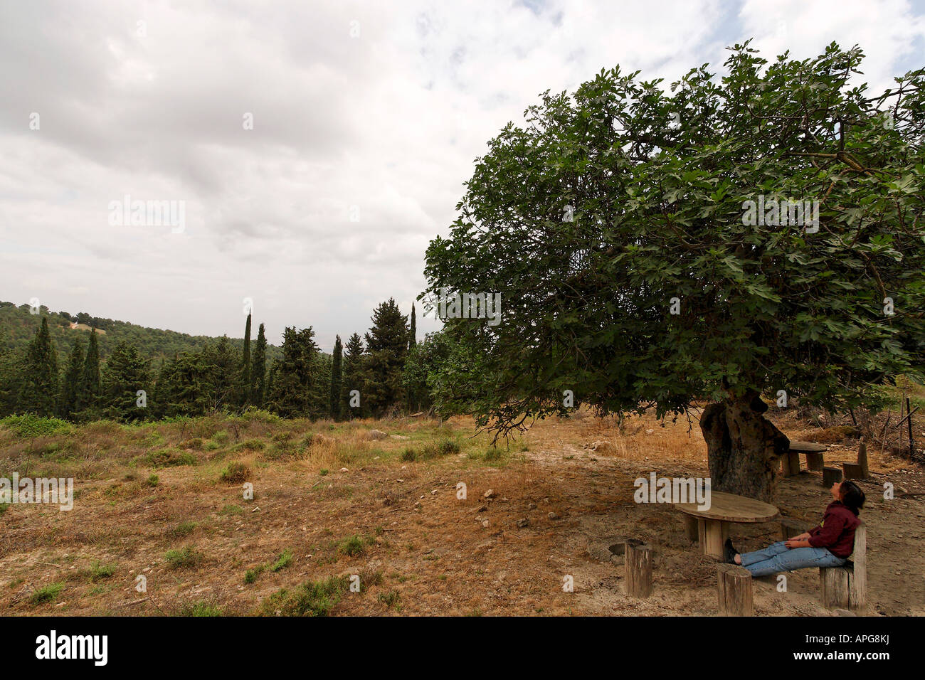 Israel the Upper Galilee Fig tree Ficus carica in Biria forest Stock ...
