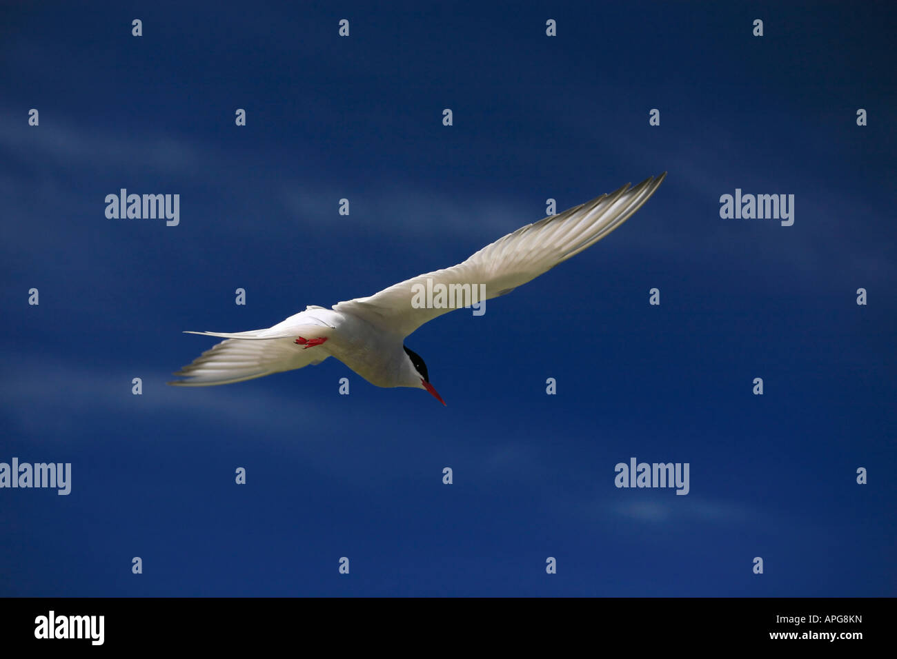arctic tern flying; Sterna paradisaea Stock Photo - Alamy