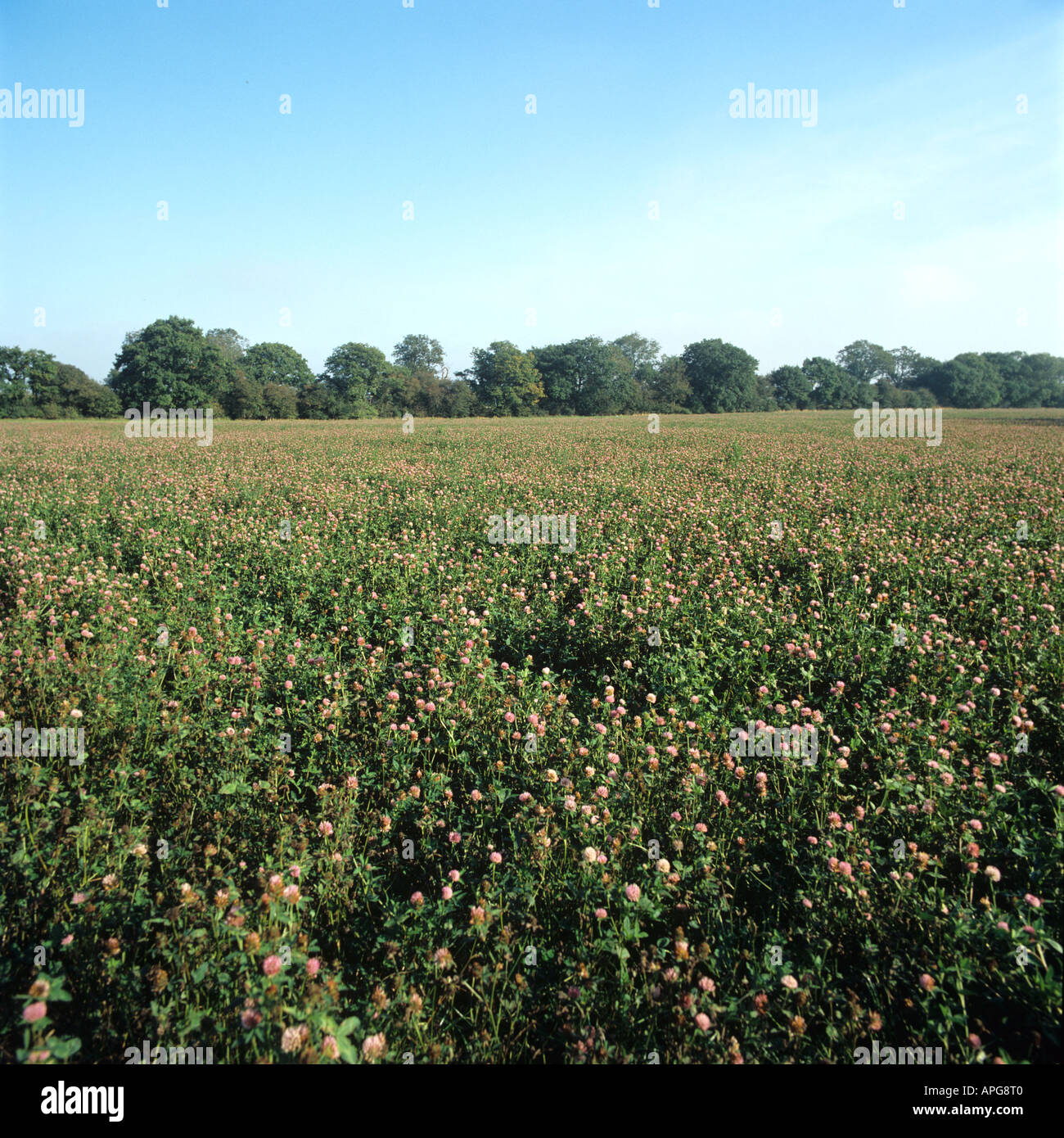 Rotational flower hi-res stock photography and images - Alamy
