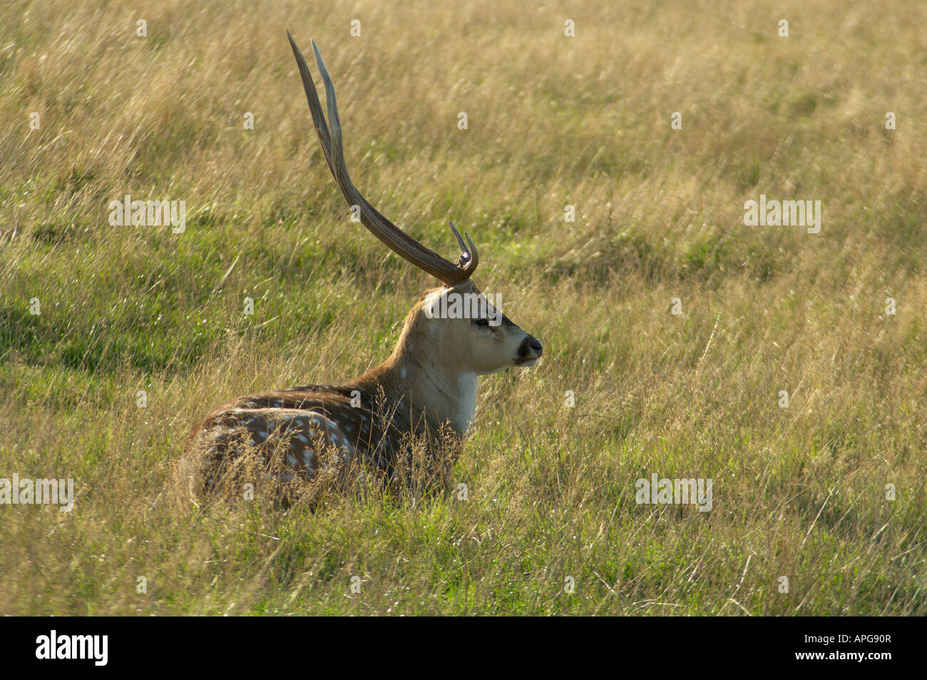 Axis Deer Axis axis Stag sitting in long grass Stock Photo - Alamy