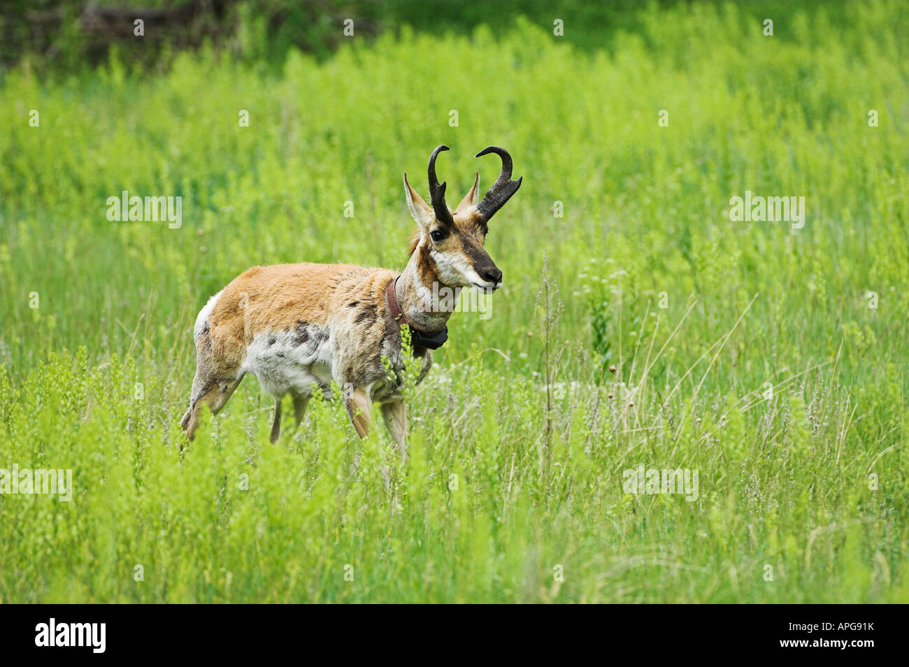Radio collared animal hi-res stock photography and images - Alamy