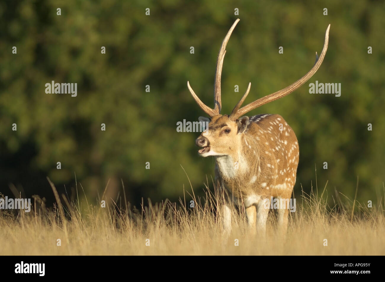 Axis deer stag in hi-res stock photography and images - Alamy