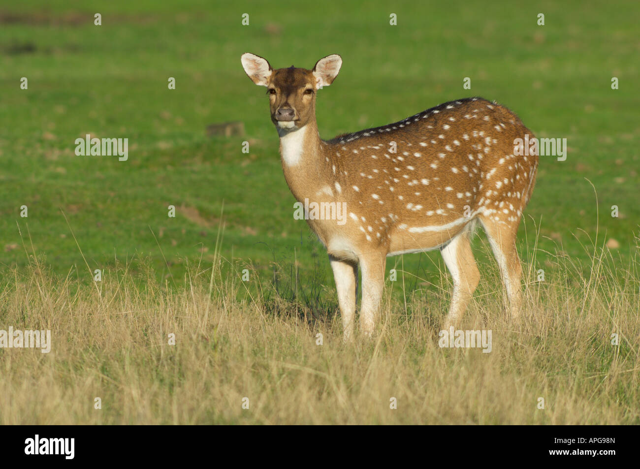 Axis Deer Axis axis female Stock Photo - Alamy