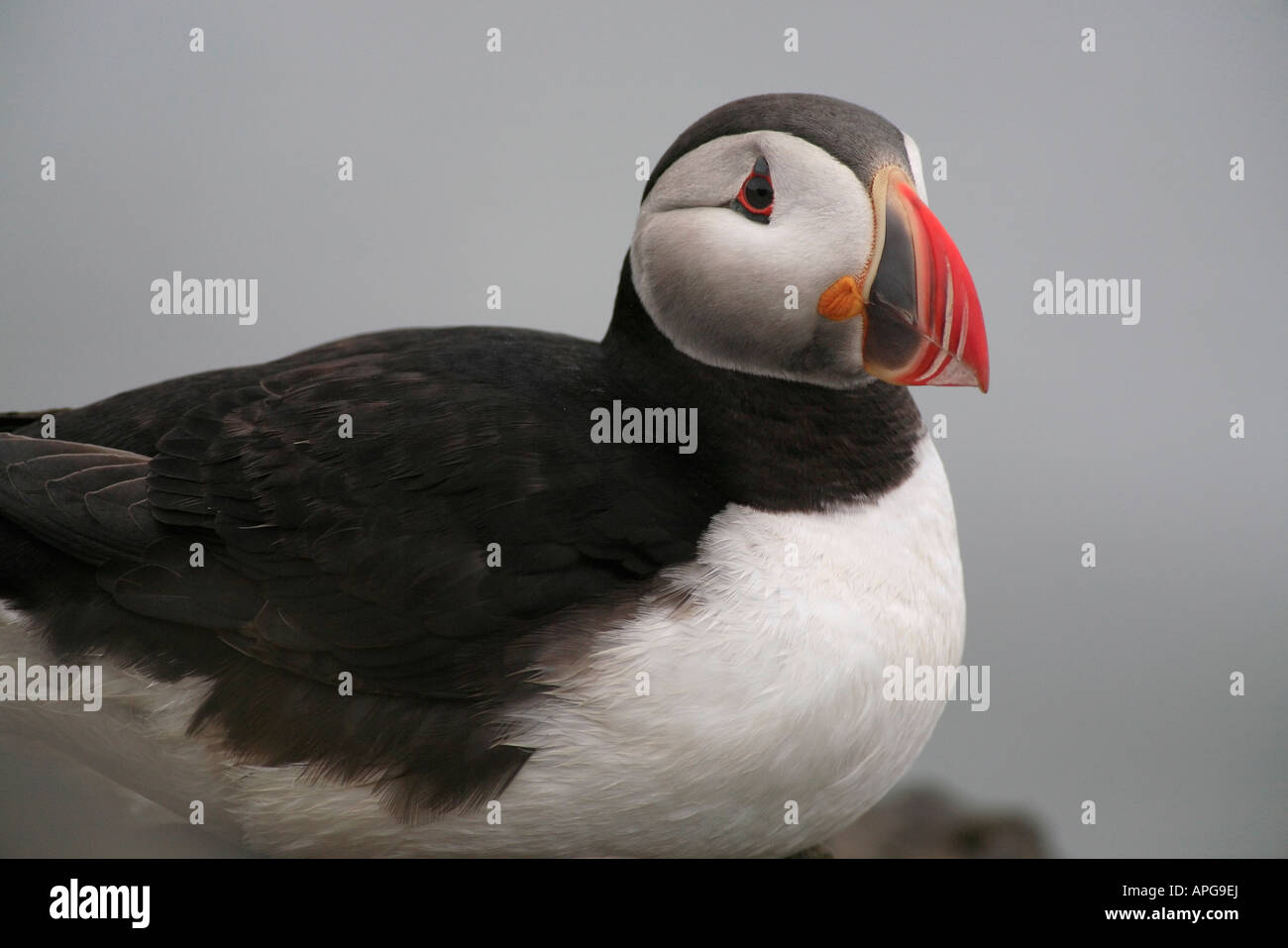 puffin Fratercula arctica Papageitaucher Iceland lundi lunde Stock ...