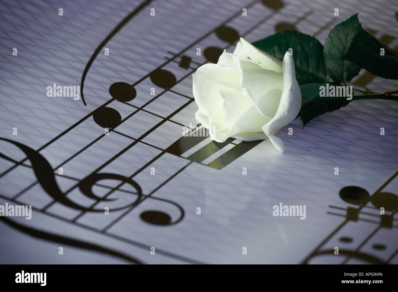 Flower on a notesheet Stock Photo - Alamy