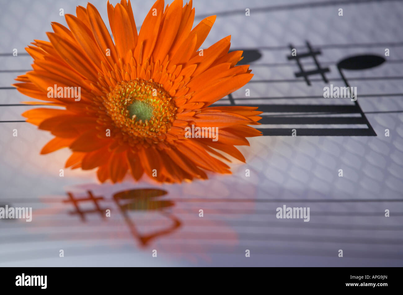 Flower on a notesheet Stock Photo - Alamy