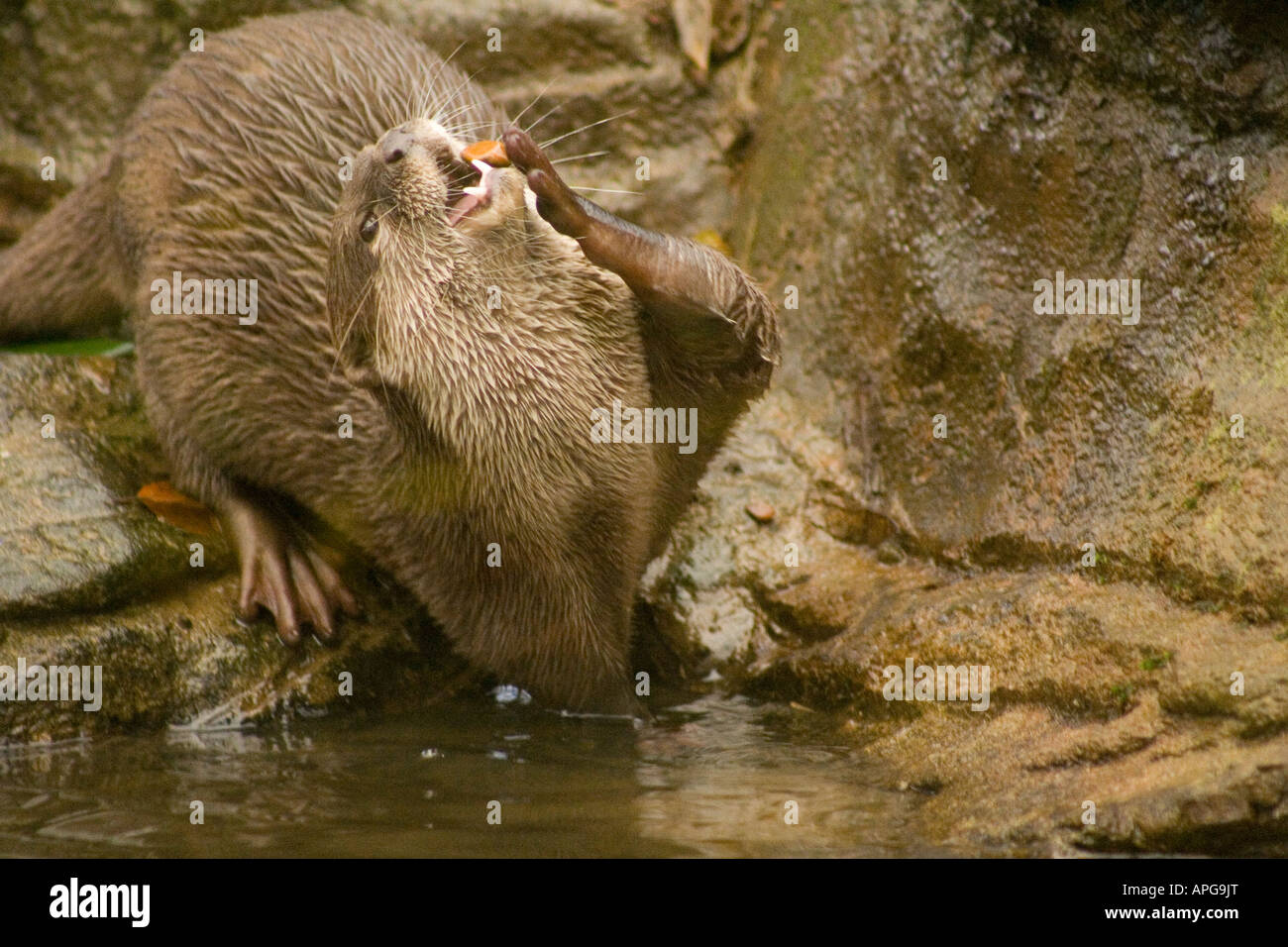 Chinese otter playing Stock Photo - Alamy