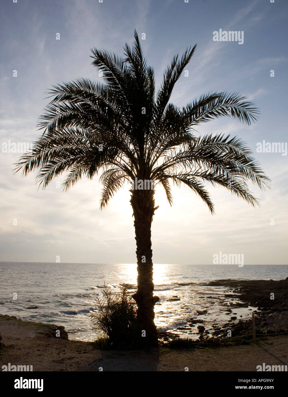 Palm Tree in the Afternoon Sun Stock Photo - Alamy