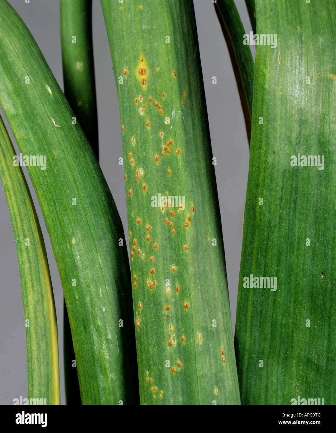 Allii hi-res stock photography and images - Alamy