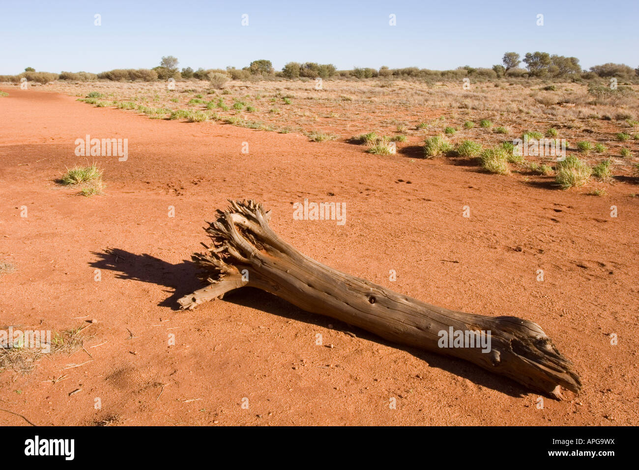 Fallen tree trunk in the Australian outback Stock Photo - Alamy