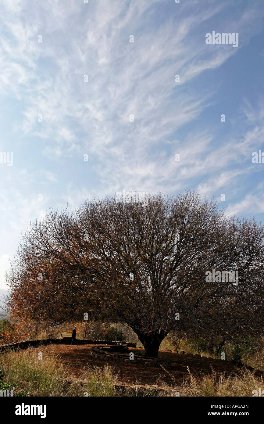 Israel the Upper Galilee Atlantic Pistachio Pistacia Atlantica tree in ...