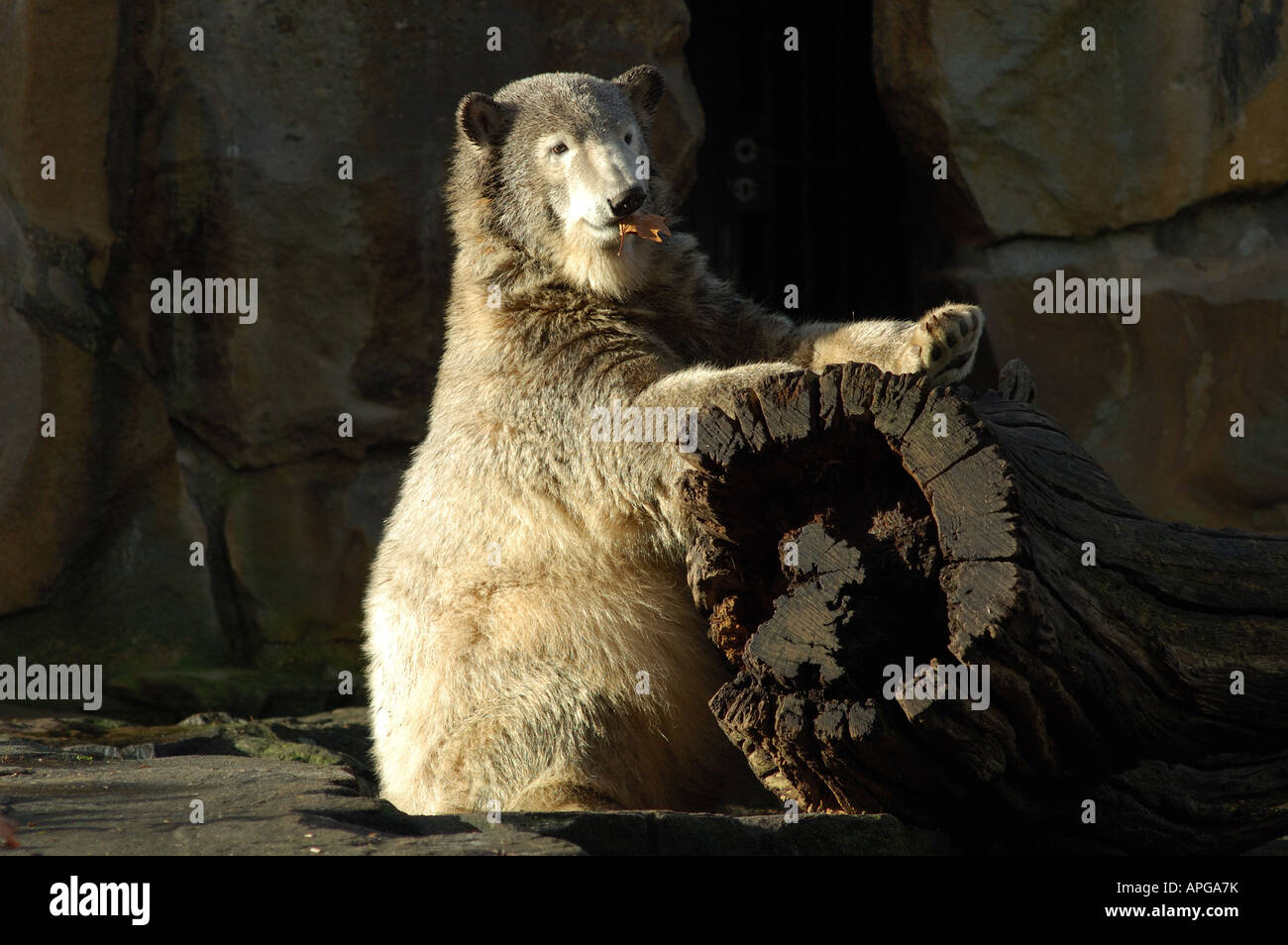 Berlin polar bear Knut at one year, Berlin Zoo Stock Photo - Alamy