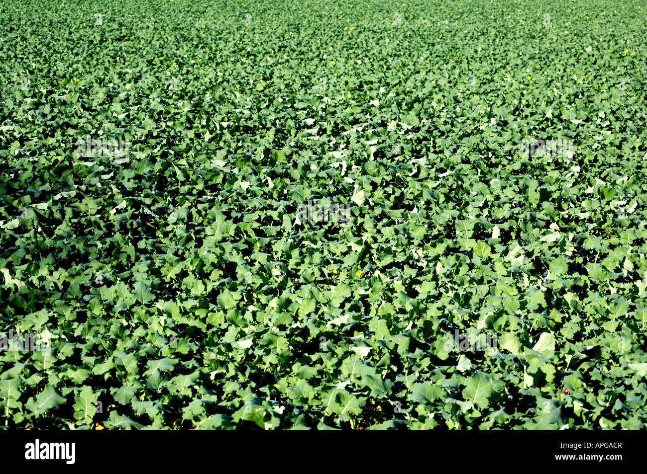 A view of crops in rows in farmland field with green colour Stock Photo ...