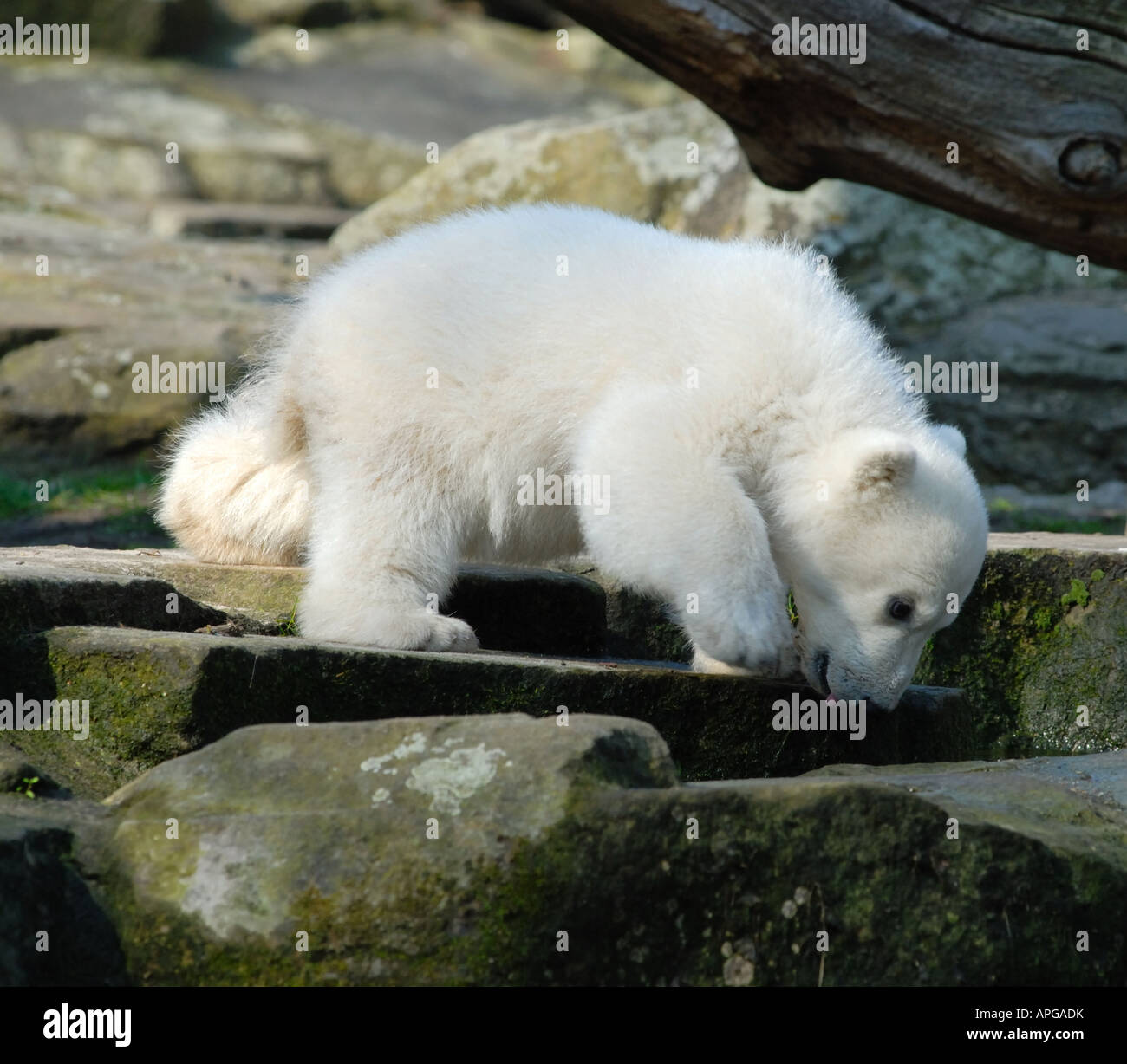 Knut the famous hand reared polar bear cub in Berlin Zoo Stock Photo ...