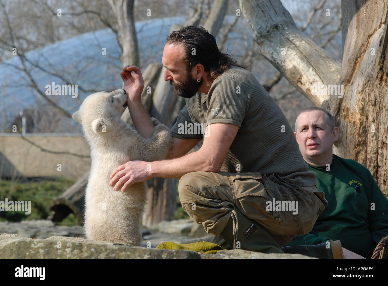 Knut the famous hand-reared polar bear cub playing with his keeper ...