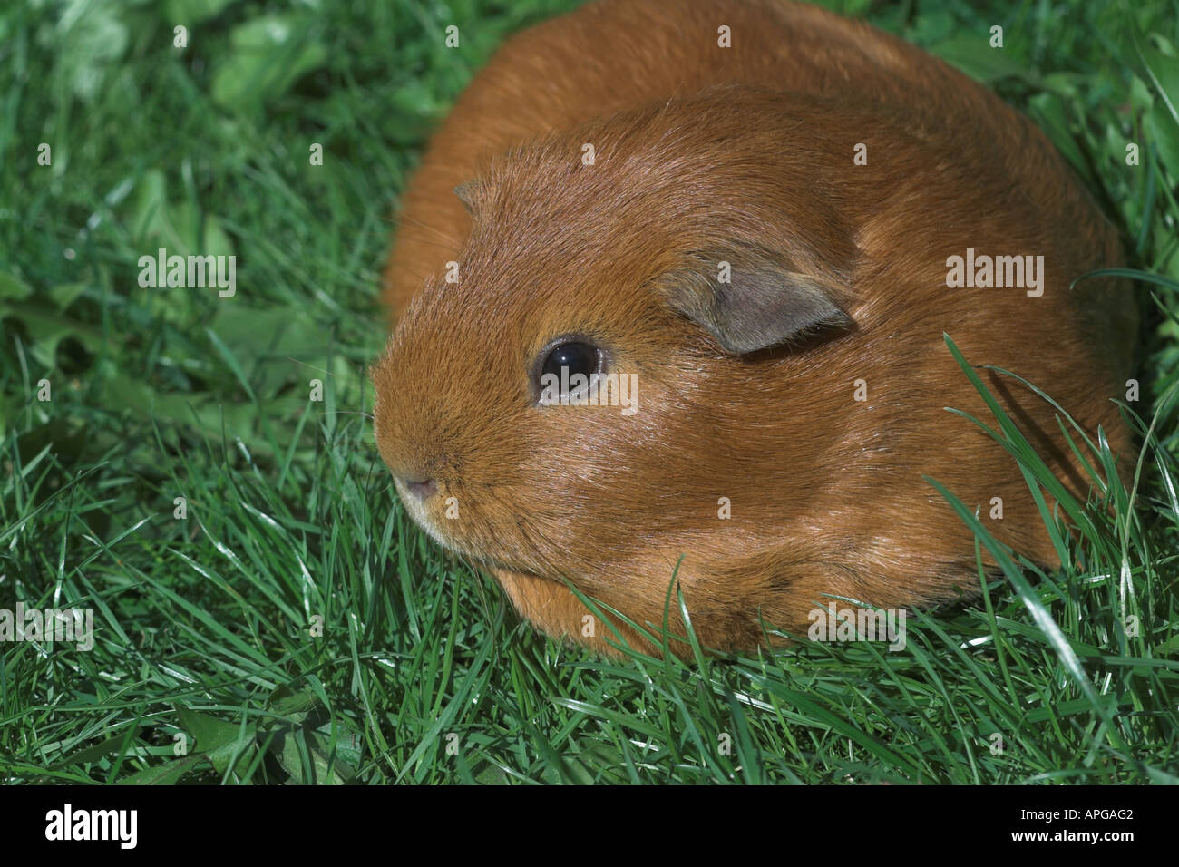 Male guinea pig Stock Photo - Alamy