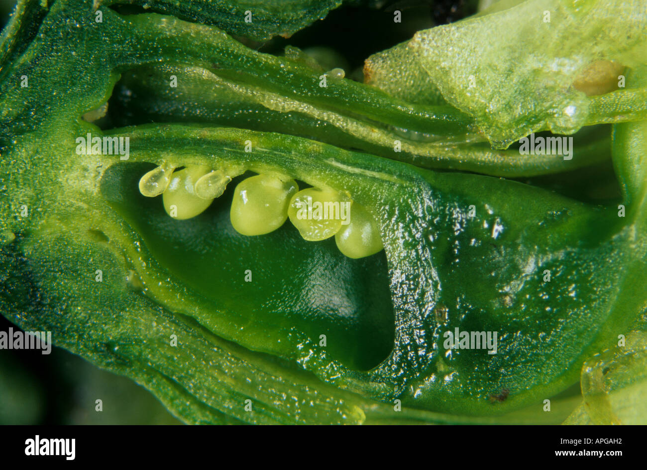 Section through pea Pisum sativum flower to reveal embryo seeds Stock ...