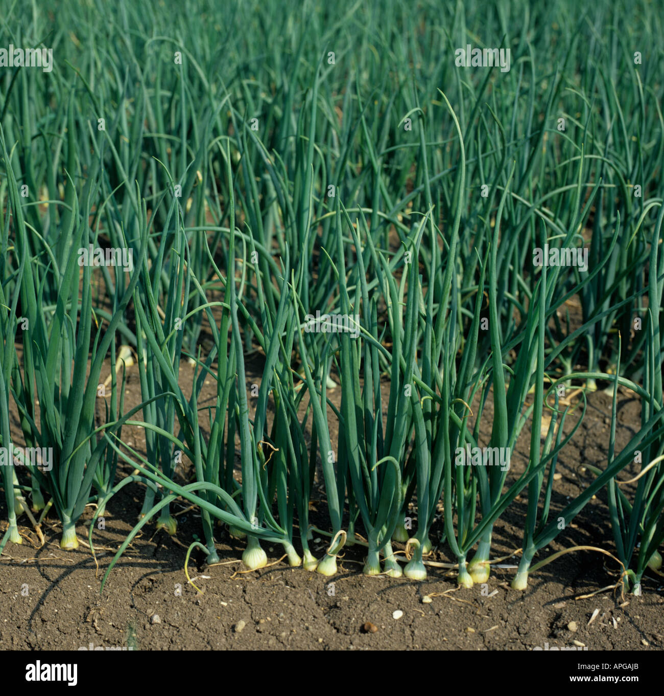 Garden onion allium cepa bulbs hi-res stock photography and images - Alamy