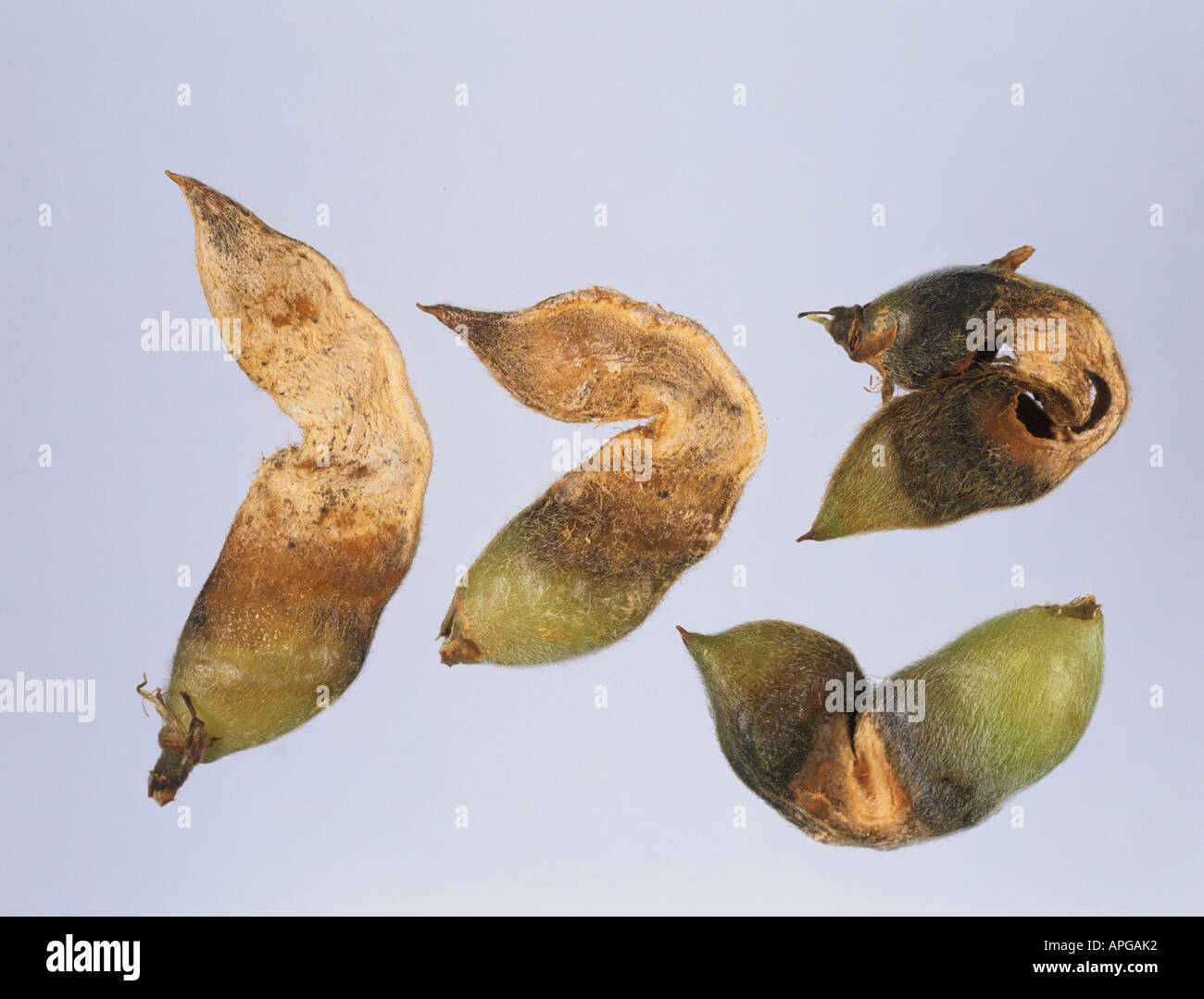 Anthracnose Colletotrichum acutatum infection on crop lupin seedpods ...