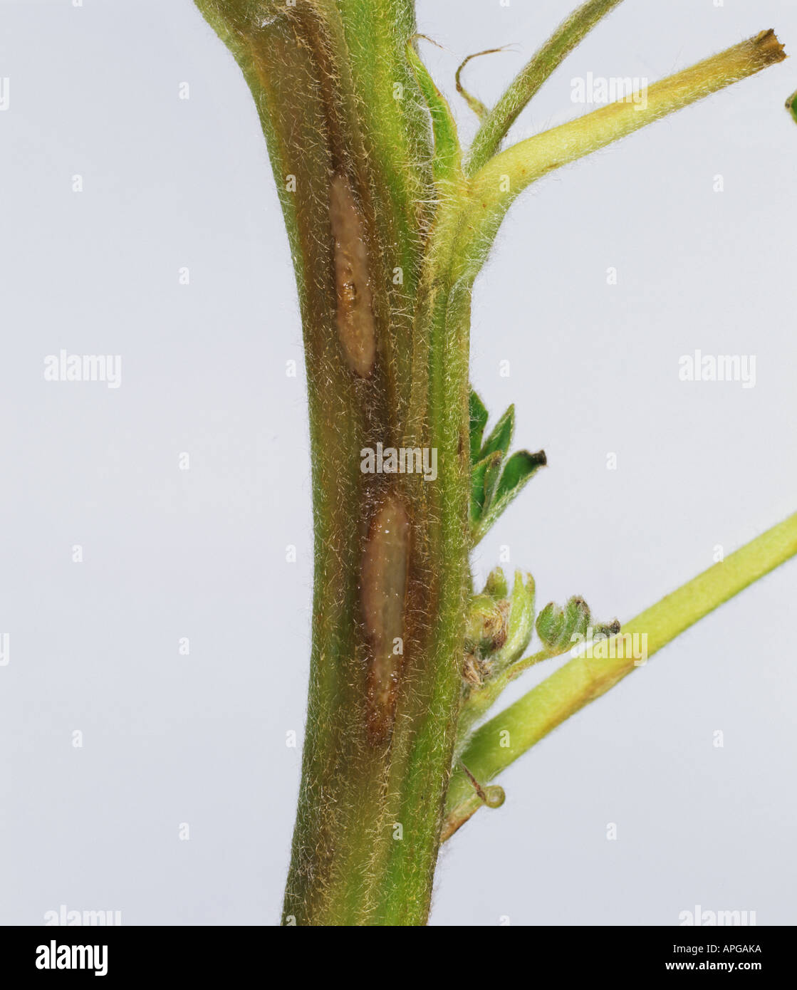 Anthracnose Colletotrichum acutatum lesions on the stem of a lupin crop ...