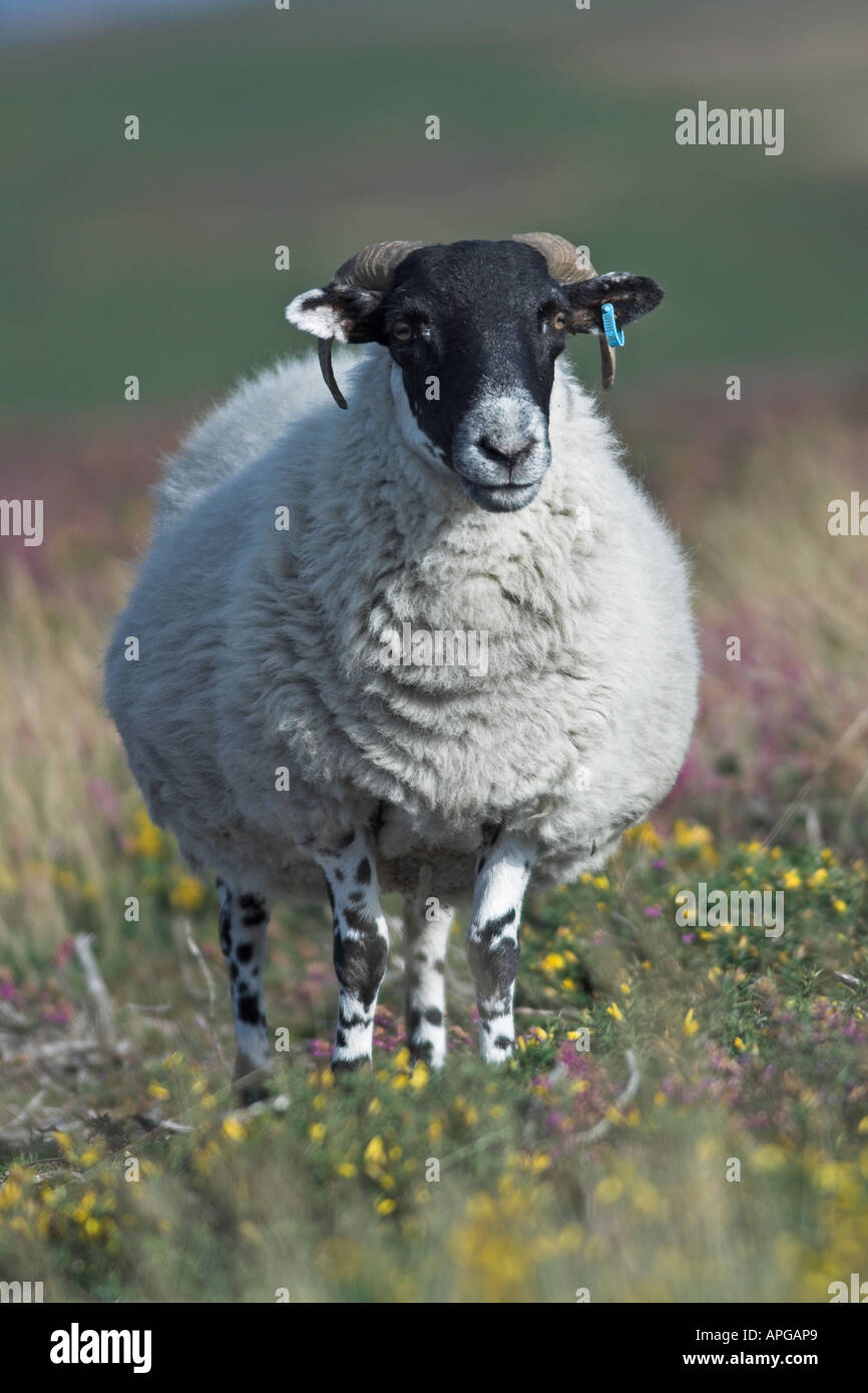 Sheep Somerset. uk Stock Photo - Alamy