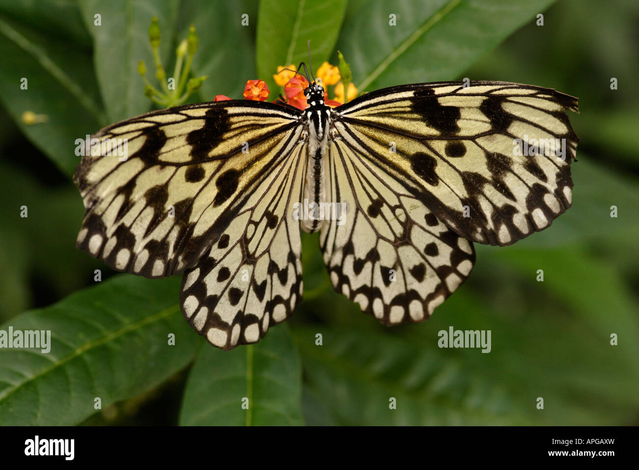White tree nymph hi-res stock photography and images - Alamy