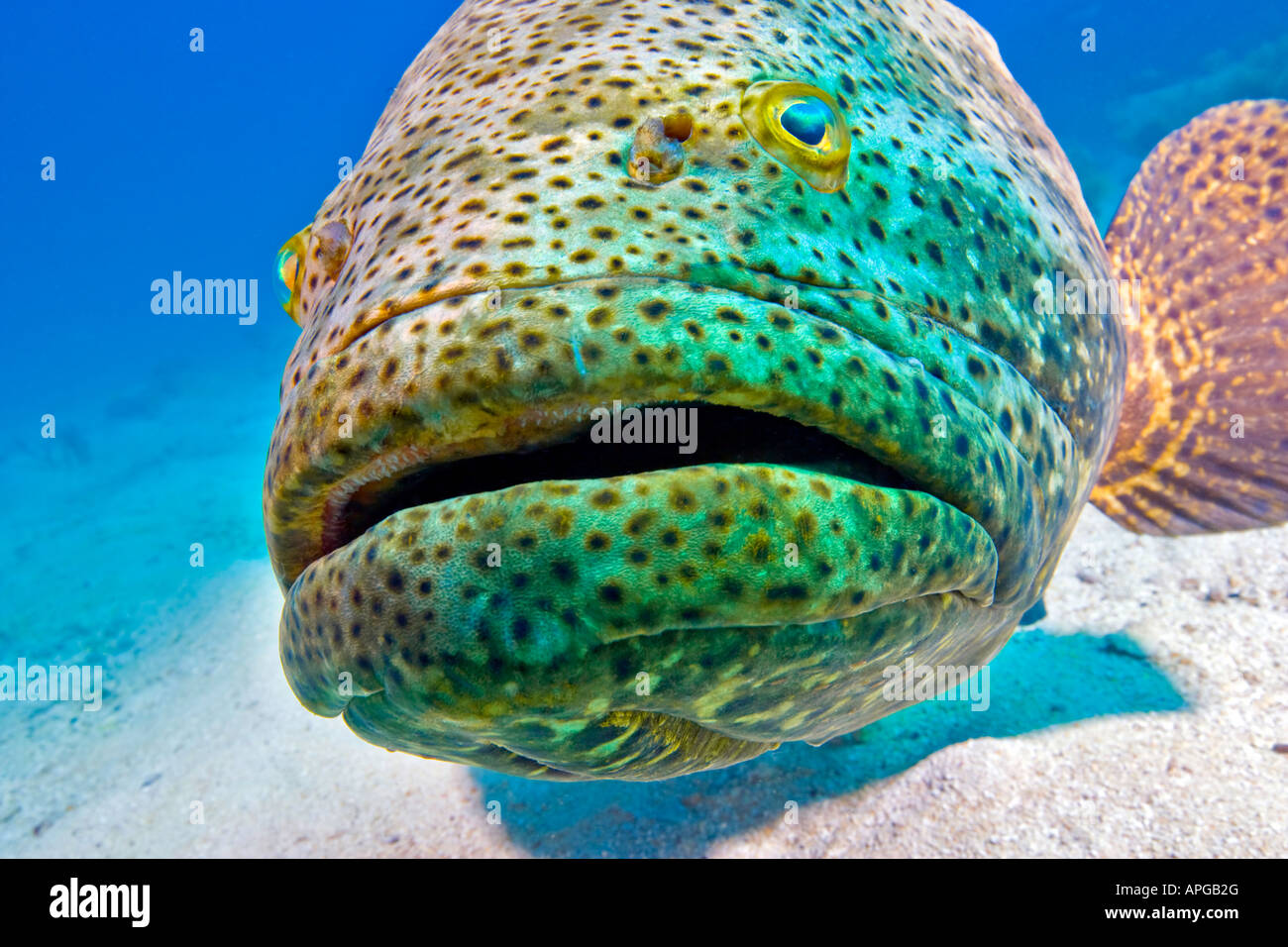 Giant Goliath Grouper Jewfish