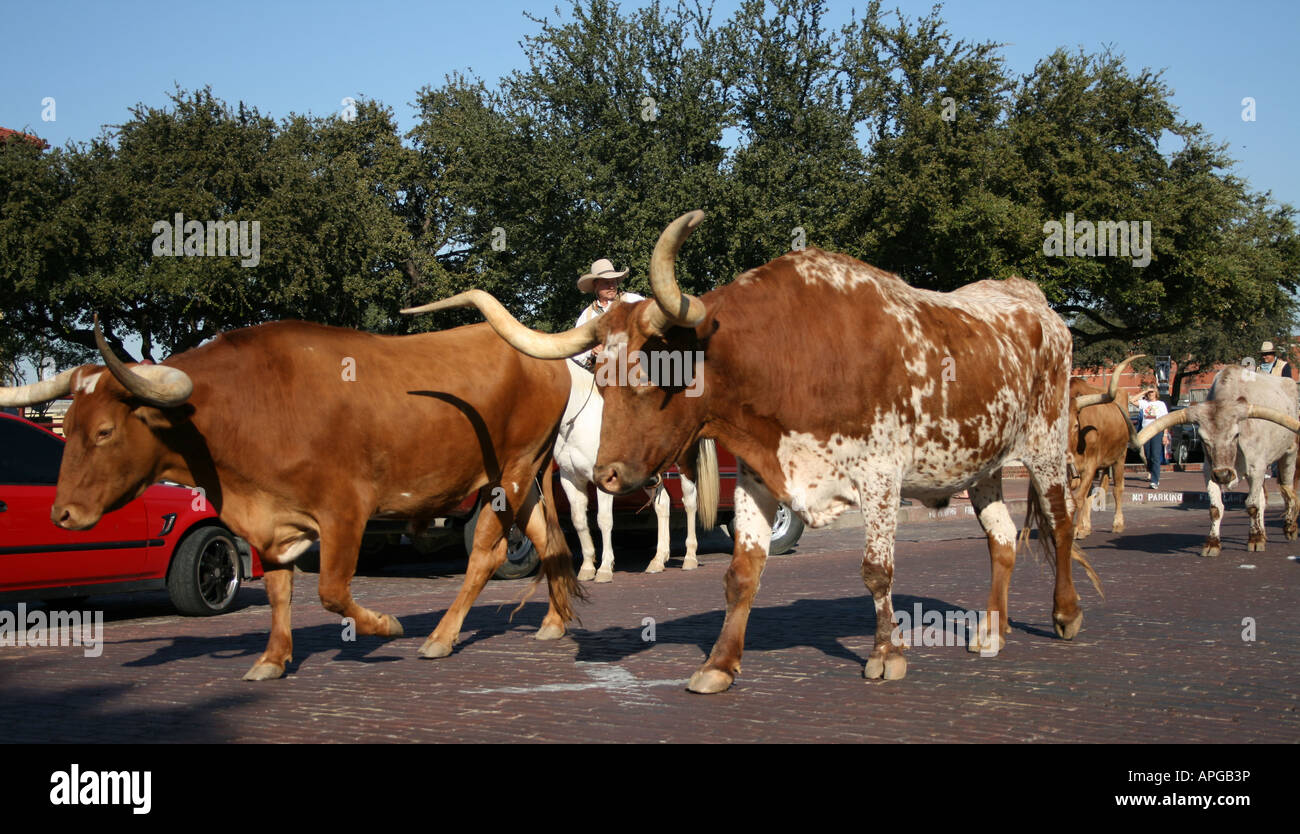 Fort worth stockyards cattle drive hi-res stock photography and images ...