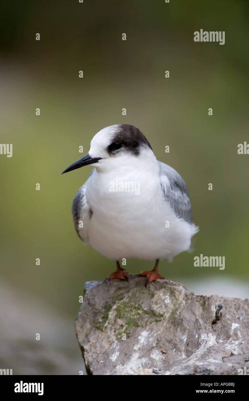 arctic tern Sterna paradisaea juvenile bird Stock Photo - Alamy