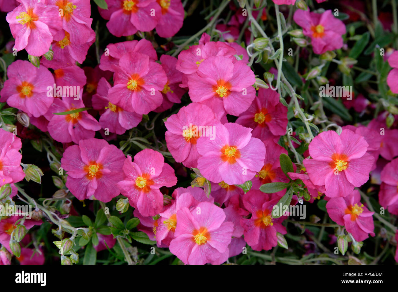 Rockrose (helianthemum) bunbury flowers close up, England, UK Stock ...