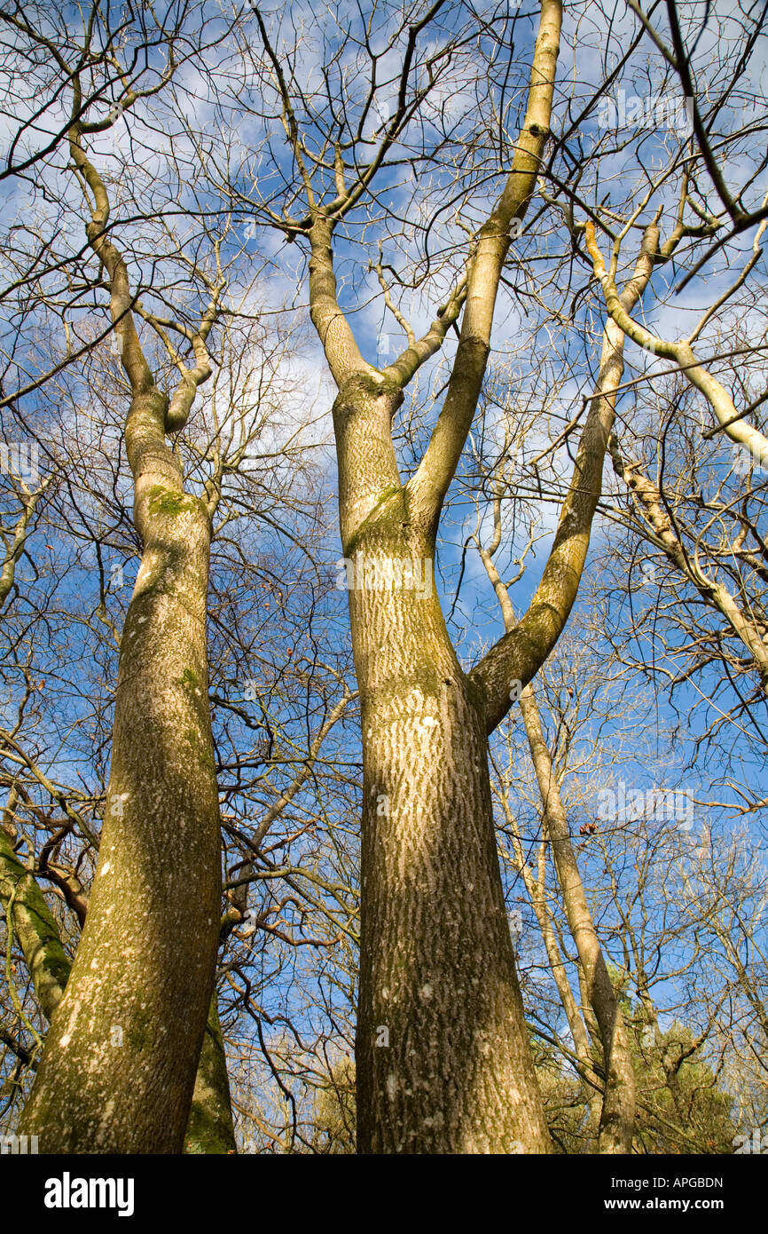 ash tree Fraxinus excelsior winter Stock Photo - Alamy