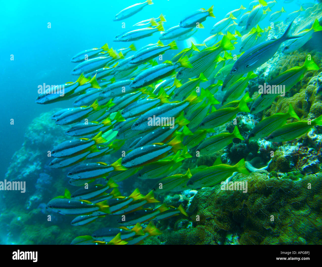 Morey reef hi-res stock photography and images - Alamy