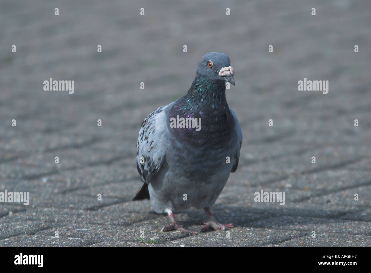 Feral pigeon. Somerset. England Stock Photo - Alamy