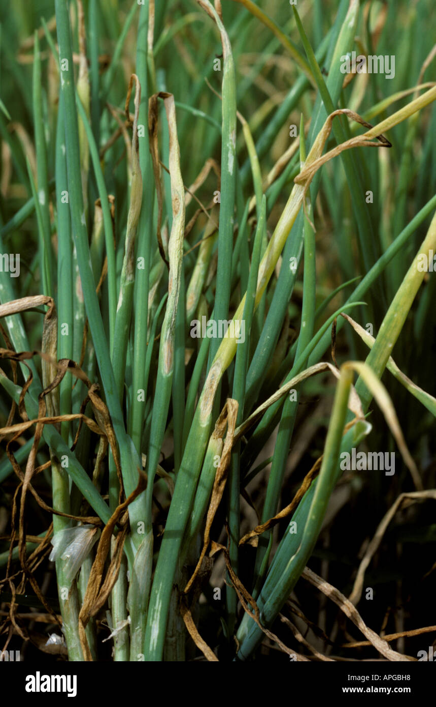 Severe infection of purple blotch Alternaria porri on shallot plants ...