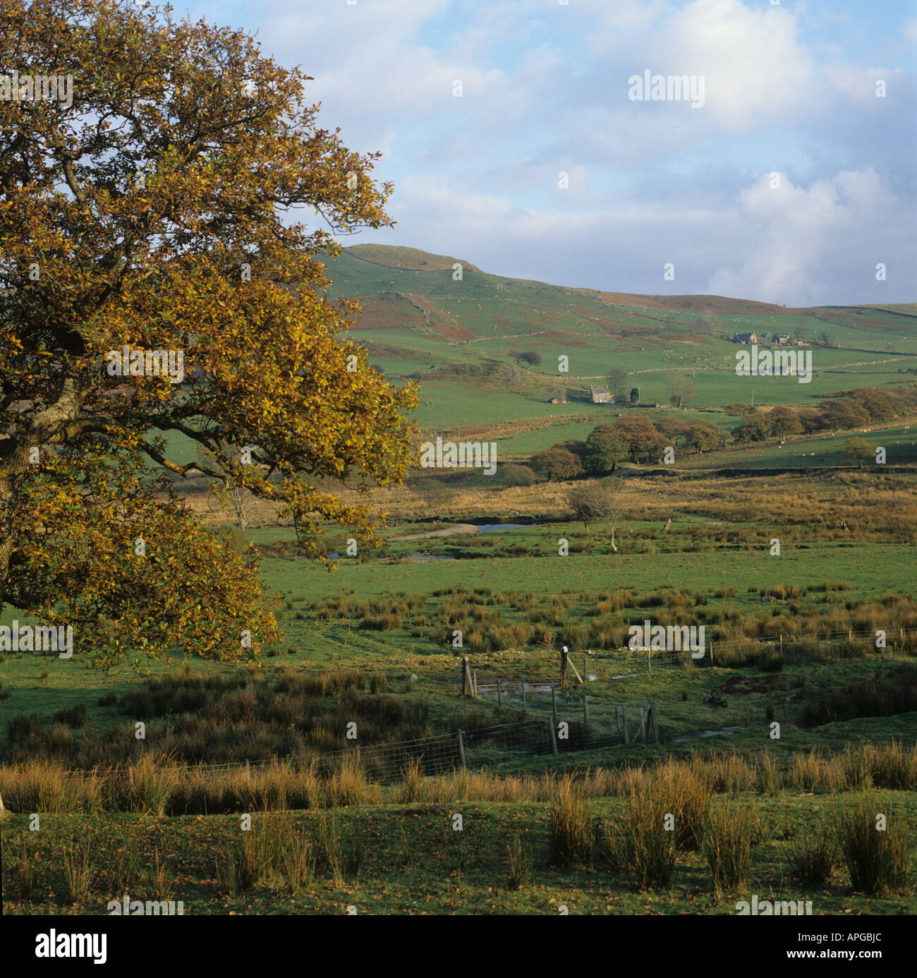 Oak trees beside river hi-res stock photography and images - Alamy