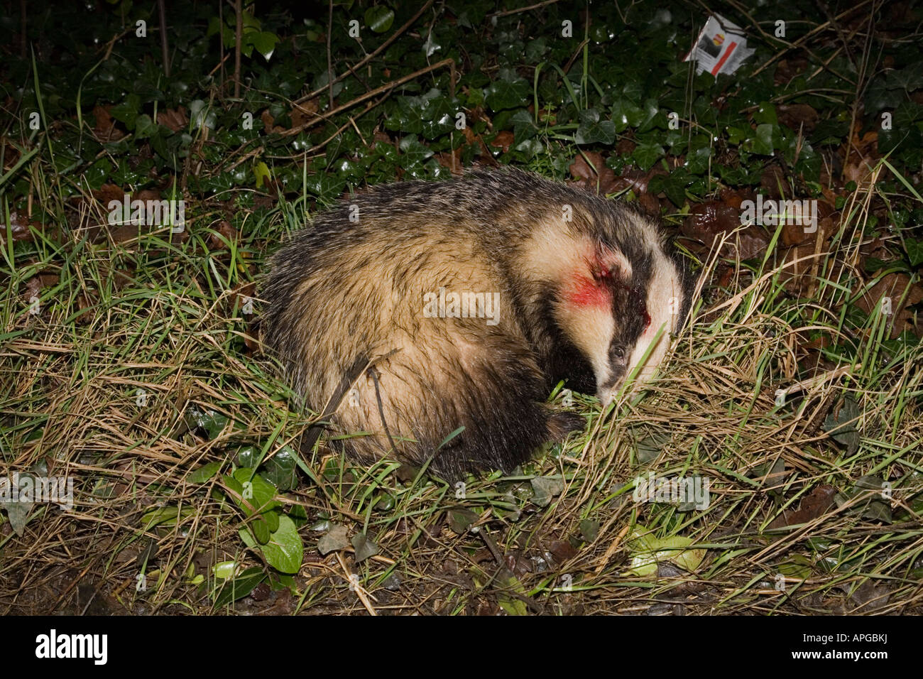 badger Meles meles at the side of the road after being hit by a car it ...
