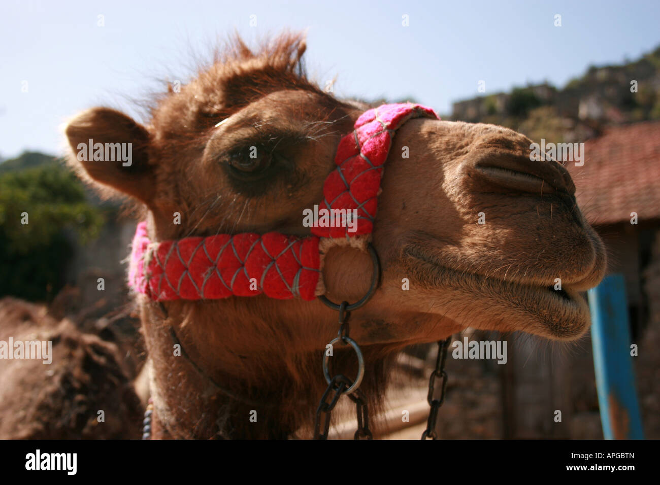 animal camel turkey Stock Photo - Alamy