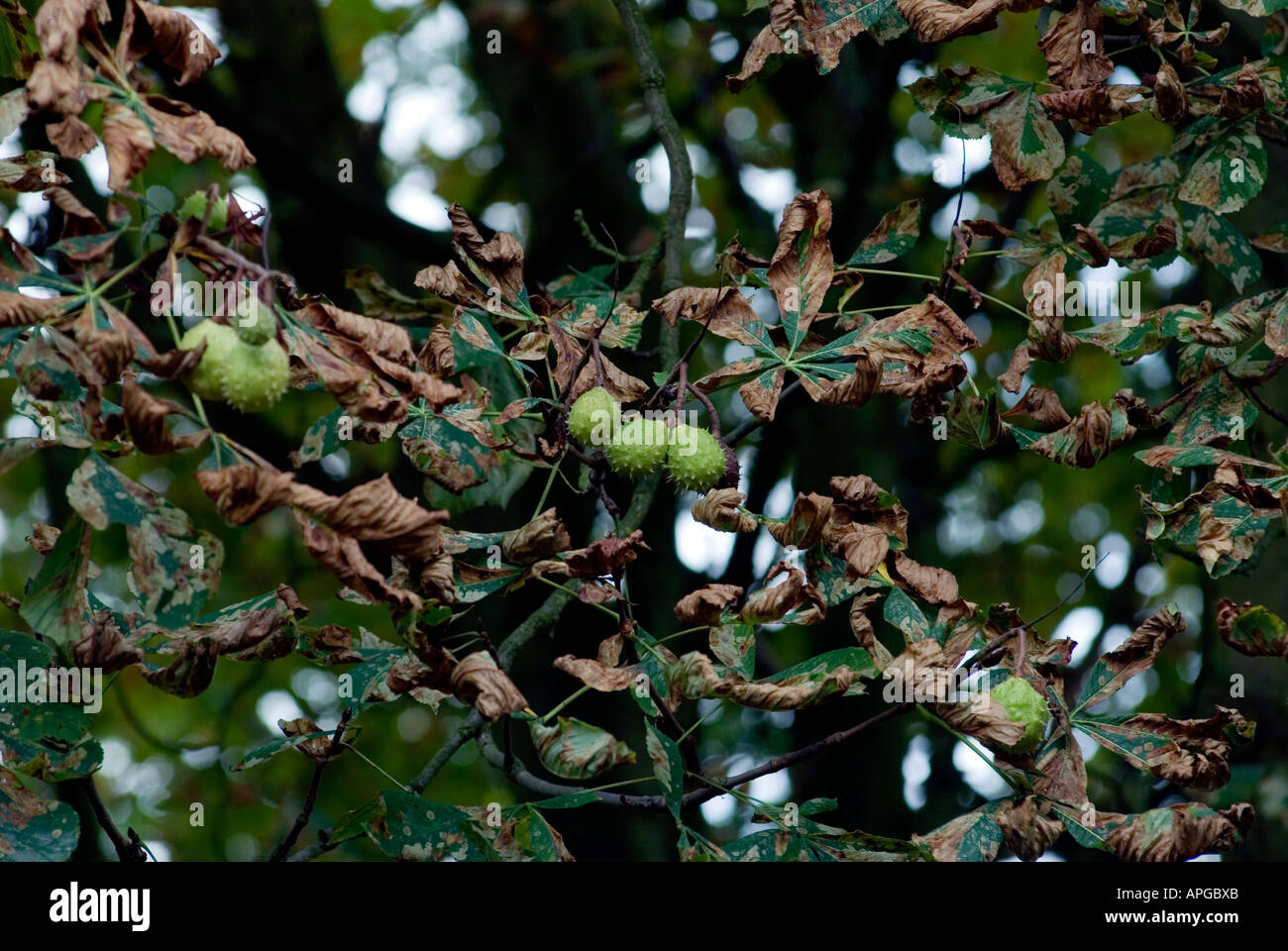 Horse chestnut canker hi-res stock photography and images - Alamy